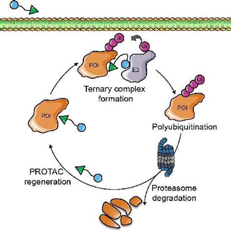 Schematic Protac Mediated Protein Degradation Pmpd Protac Induces Download Scientific