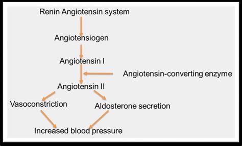2 Renin Angiotensin Aldosterone System Download Scientific Diagram