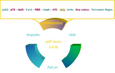 Structure Of Novel Transgene The Linearized Qe Ires2 Egfp Transgene Download Scientific