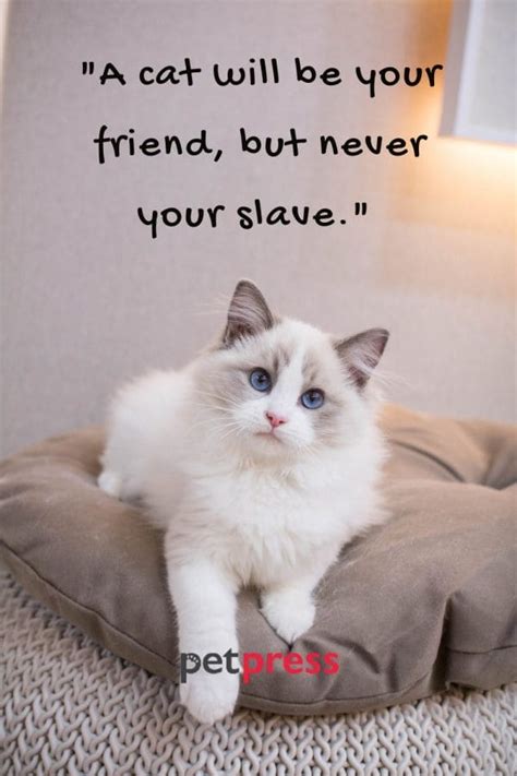50 Best Happy Cat Quotes Brimming With Joy And Inspiration