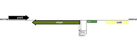 Figure Courtesy Of Regulondb