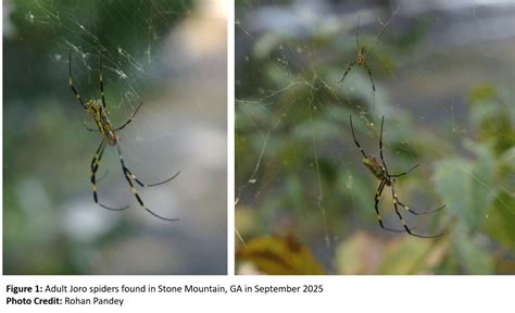 Joro Spiders Friend Or Foe Dig Into Dekalb County