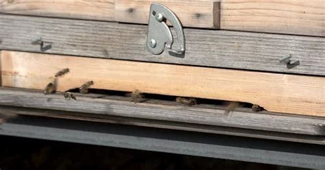 Closeup Of Bees Entering And Exiting A Beehive Part 1 Of 2 Nature
