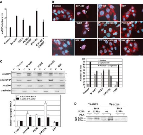 Prostaglandin D2 Induces Nuclear Import Of The Sex Determining Factor