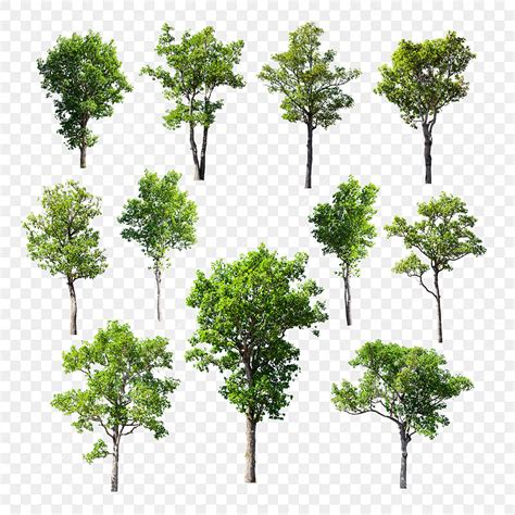 Isolated Tree PNG Transparent Set Of Tropical Isolated Trees Isolated