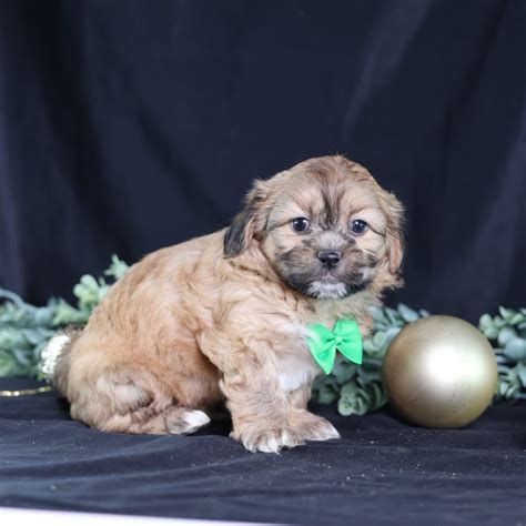 Paw Tale Puppies Shih Tzu Bichon Mix Teddy Bear Puppies