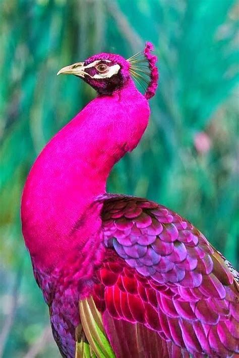 Chicken Keeping And Garden Rare Animals Pet Birds Beautiful Birds