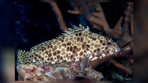 Epinephelus Spilotoceps