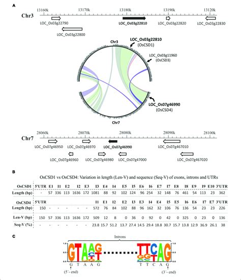 A Schematic Representation Of Chromosomal Locations Encoding Two