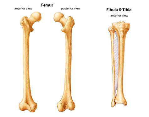 6 The Femur Tibia And Fibula Diagram Quizlet