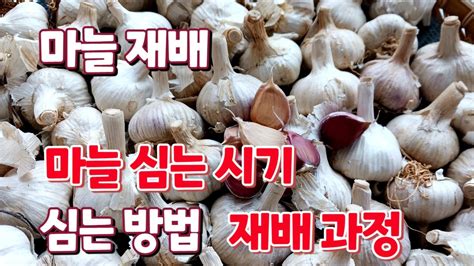 마늘 재배 과정 파종에서 수확까지 마늘 심는 시기와 심는 방법 마늘 종자 소독과 마늘 심는 깊이 마늘 재배 전 과정 간단 정리 Youtube