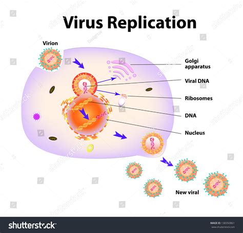 Scheme Virus Replication Cycle Illustration Stock Illustration