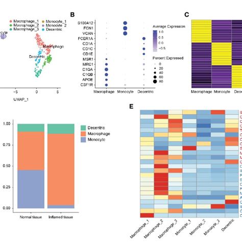 Classification And Analysis Of Myeloid Cells In Cystitis Glandularis Download Scientific