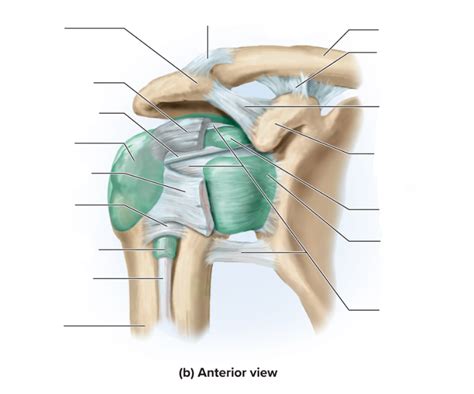 Glenohumeral Joint Diagram Quizlet
