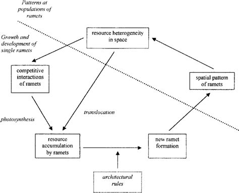 Links Between Architectural Constraints Resource Dynamics And Spatial Download Scientific