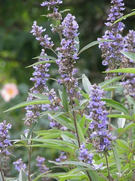 Vitex Shoal Creek Rock Bridges Trees