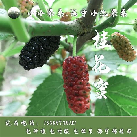 桑蜜 第10页 大山谷图库