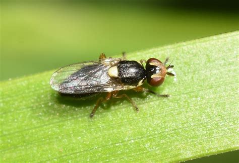 Grass Fly Unnamed 1 Friends Of Heene Cemetery
