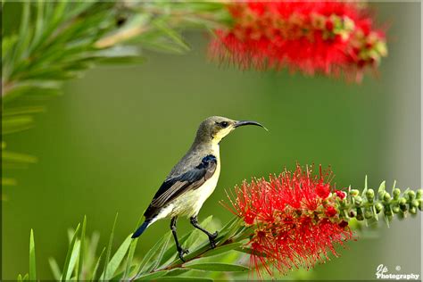 Sunbird Birdforum