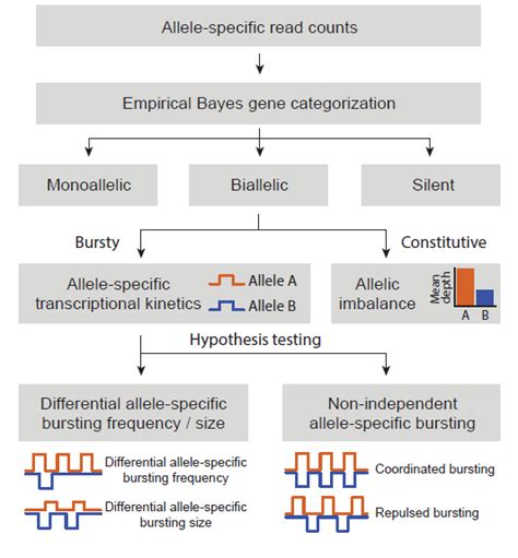 Modeling Allele Specific Gene Expression By Single Cell Rna Sequencing Rna Seq Blog