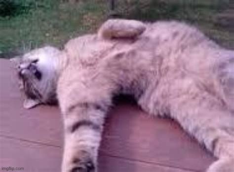 Dead Cat Meme