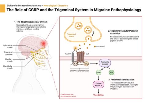 The Role Of Cgrp And The Trigeminal System In Migraine Pathophysiology Biorender Science Templates