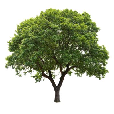 Tree Transparent PNGs For Free Download Tree Transparent PNGs For Free Download