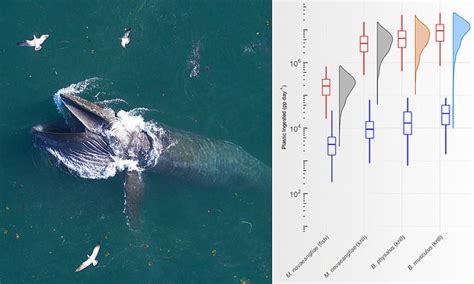 Baleen Whales Ingest Up To 10 Million Pieces Of Microplastic Every Day