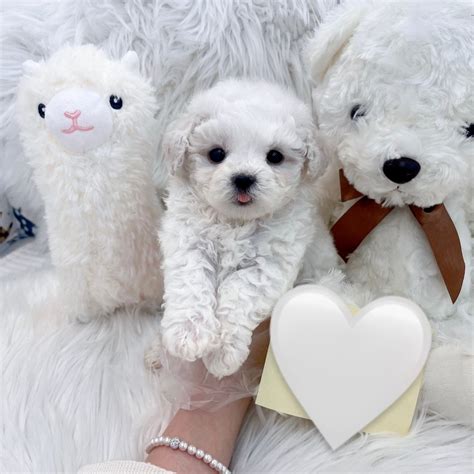 강아지분양 강아지책임분양 비숑프리제분양 비숑분양 비숑분양가격 비숑프리제분양가격 Daum 카페