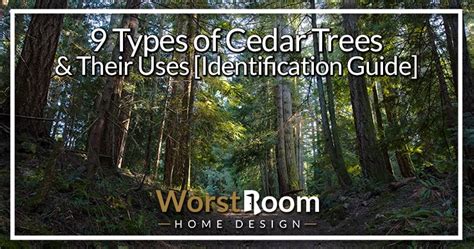 9 Types Of Cedar Trees And Their Uses [identification Guide] Worst Room