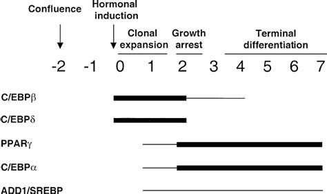 Temporal Expression Of The Major Transcriptional Factors Involved In