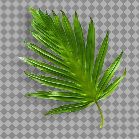 Png Desert Coreopsis Leaf With Lobed Leaf Shape And Green Color Top
