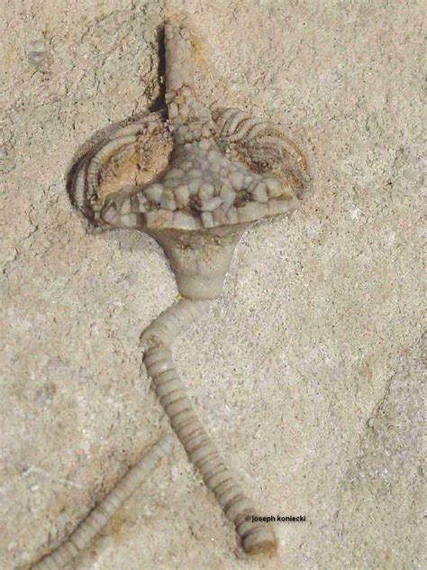 Eutrochocrinus