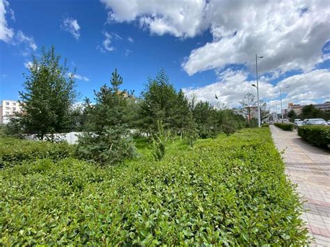 Ногоон байгууламжийн явцад хяналт тавьж байна