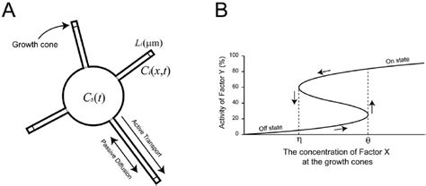 Model Of Neuronal Polarization A The Model Neuron Consists Of One