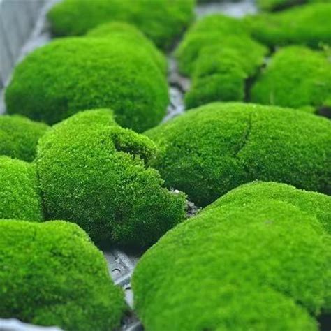 短绒苔藓 朵朵苔藓 苔藓的种类 大山谷图库