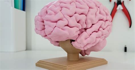 Full Size Human Brain By Julia Ebert Download Free Stl Model