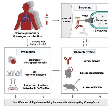 Cell：发现一些分离出的广泛中和人类抗体有望治疗耐药性铜绿假单胞菌 生物科技 健康一线资讯