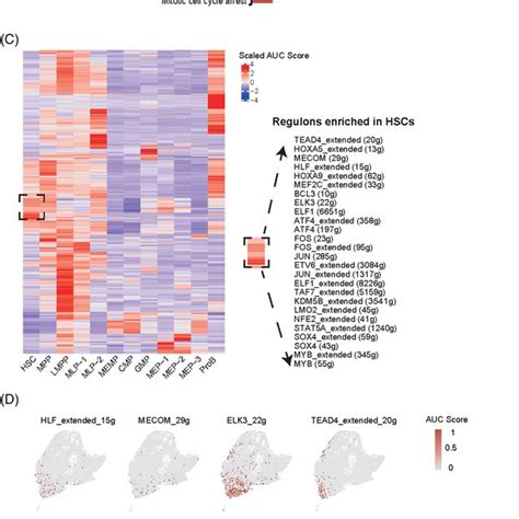 Cell Cycle And Gene Regulatory Networks Of Human HSCs A Enriched GO Download Scientific
