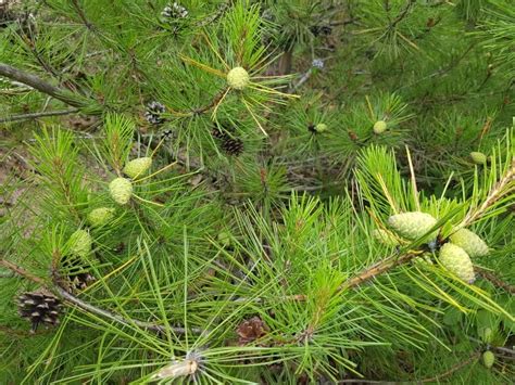 소나무 솔방울효능 솔방울 파는곳 네이버 블로그