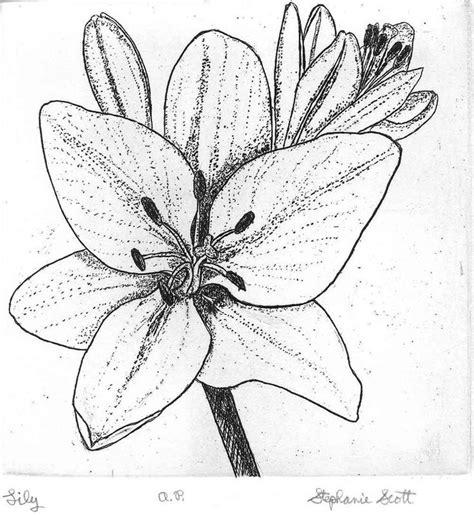 Pin By Aj Tendick On Lilly Original Drawing Prints Etching