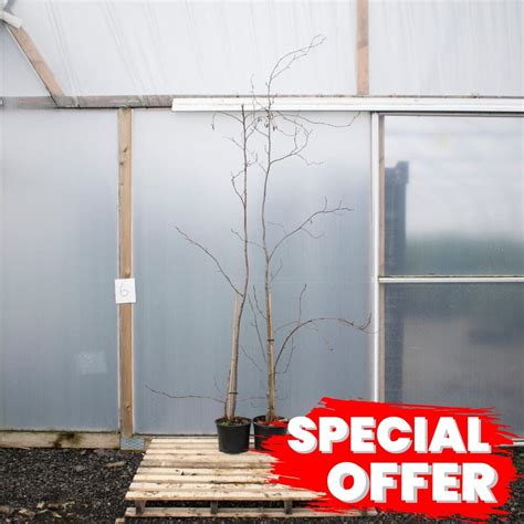 Alder Buckthorn Tree Frangula Alnus 150cm Pot Grown Uk
