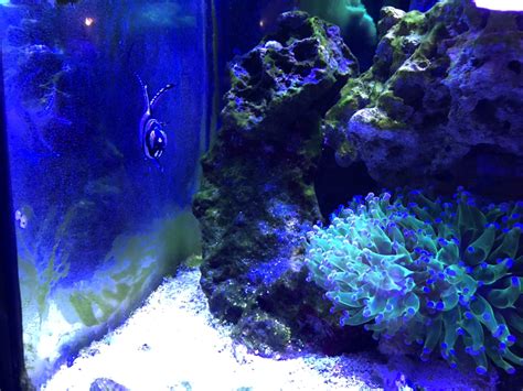 Cyano Or Algae Reef2reef