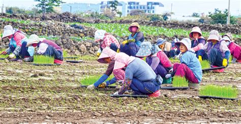 양파 파종작업 한라일보