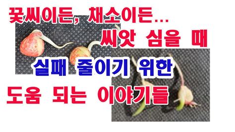 꽃씨이든 채소이든 씨앗 심을 때 실패줄이기 위한 도움되는 이야기들꽃씨 파종 씨앗 파종 종자 발아 씨앗심기 씨앗 뿌리기종자 뿌리기 꽃 씨심기 채소 심기