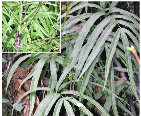 欧洲凤尾蕨 神农架植物