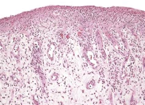 Histology Headquarters On Twitter Thanks For Sticking Around Time For This Weeks