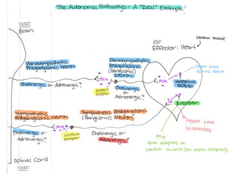 Lecture 2 Autonomic Pathways Flashcards Quizlet