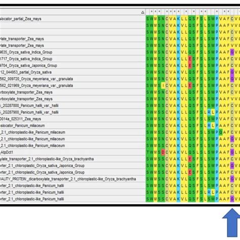 The Sequence Alignment Of All Sequences Representing Cluster And Download Scientific