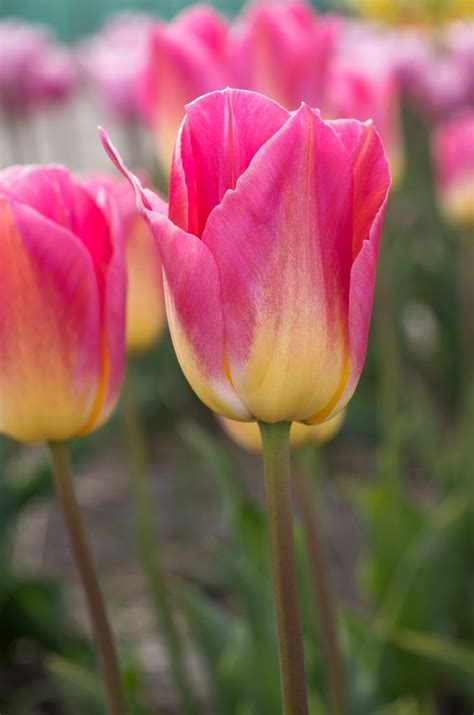Tulip Bulbs Item 1135 Tom Pouce For Sale Colorblends® Tulip Bulbs Item 1135 Tom Pouce For Sale Colorblends®